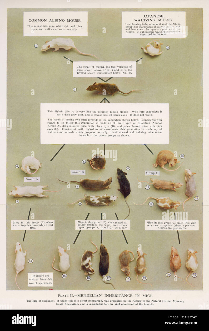 Mouse Genetics High Resolution Stock Photography and Images - Alamy