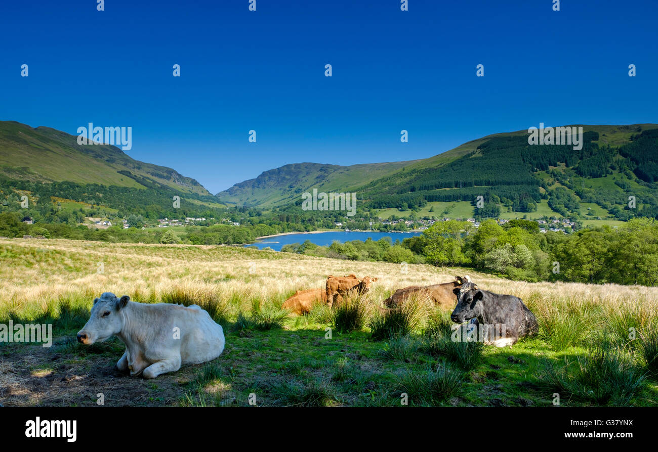 Shade animals hi-res stock photography and images - Alamy