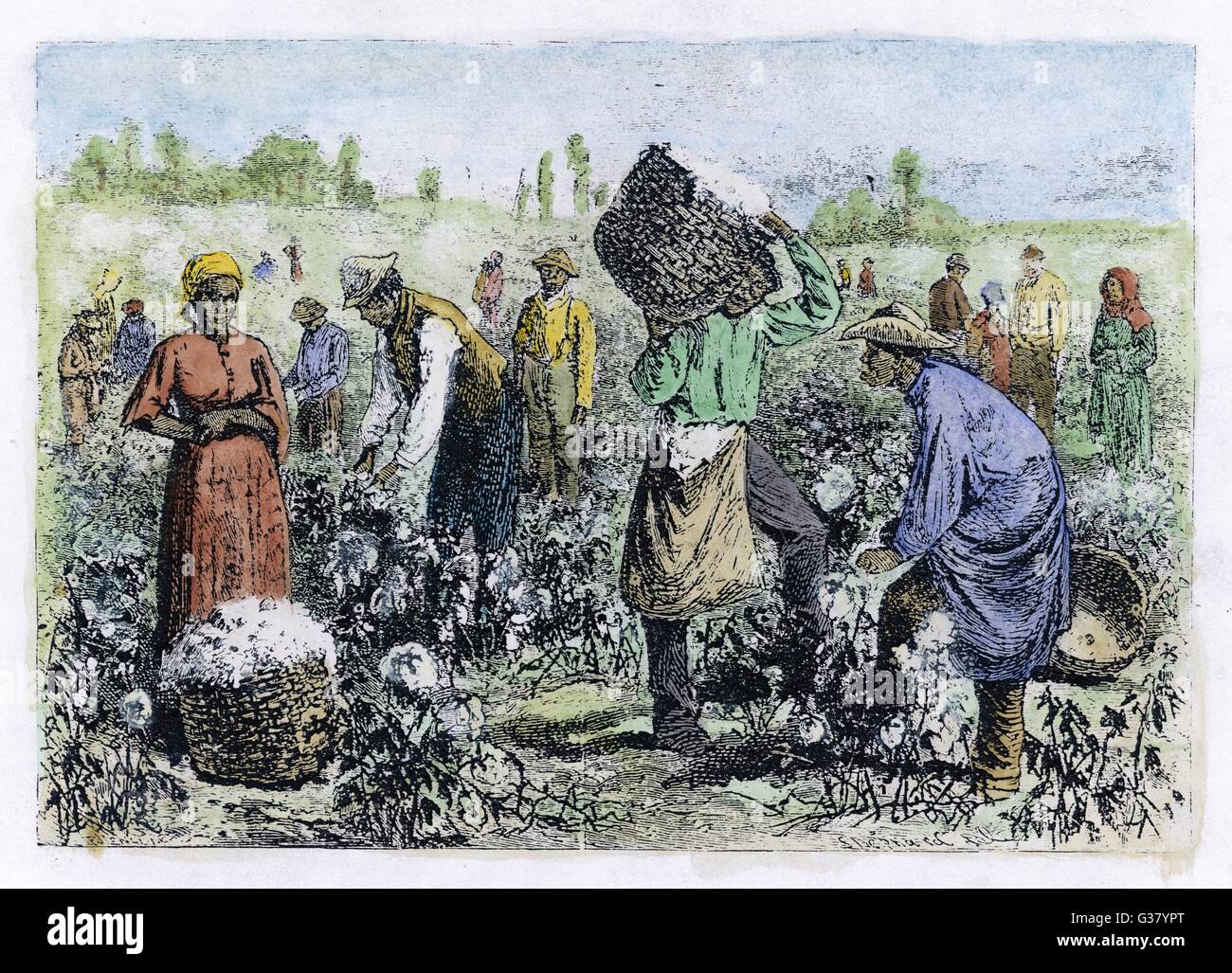 Slaves Picking Cotton