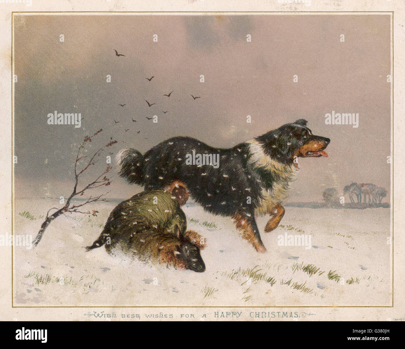 History sheepdog hi-res stock photography and images - Alamy