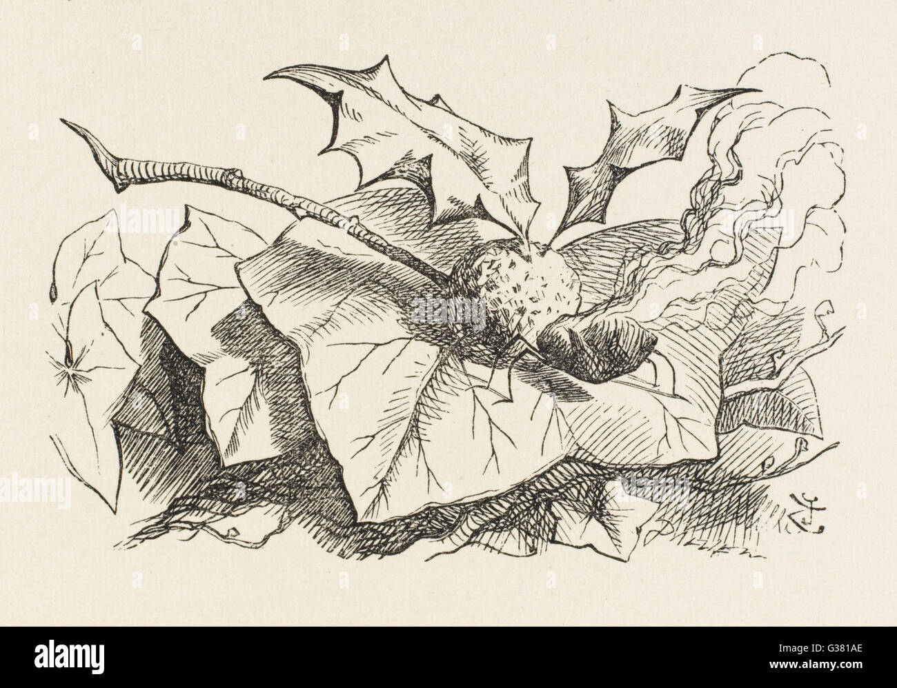 Alice snapdragonfly hi-res stock photography and images - Alamy