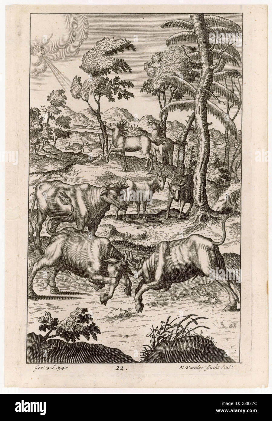 Battle cattle hi-res stock photography and images - Alamy