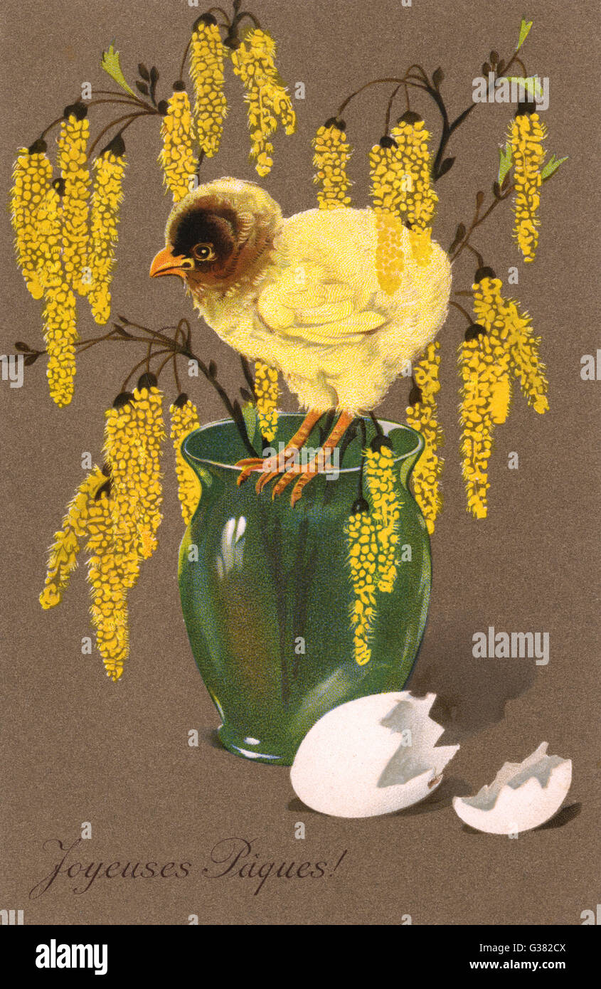 Chick and Blossom Stock Photo - Alamy
