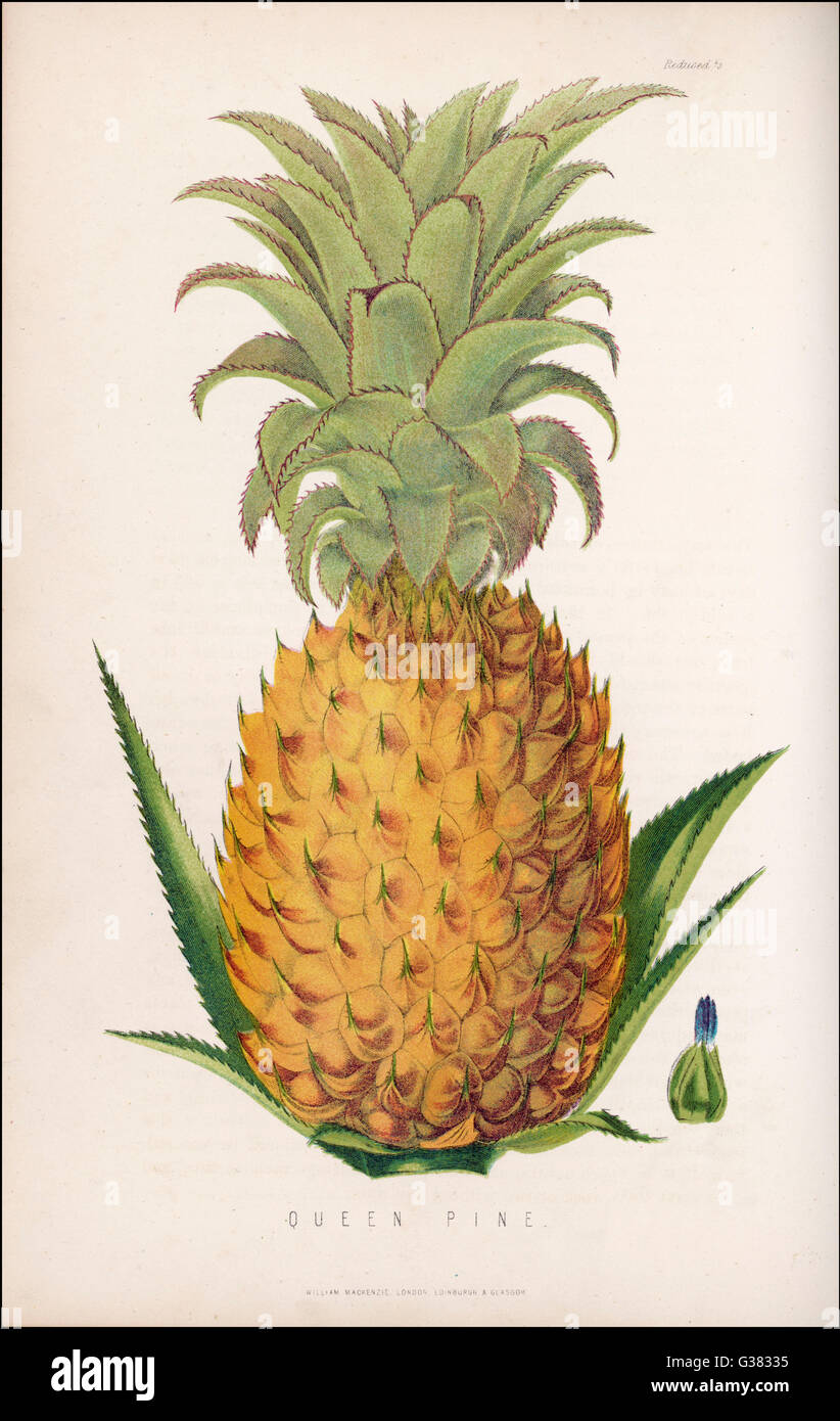 Fruit queen hi-res stock photography and images - Alamy