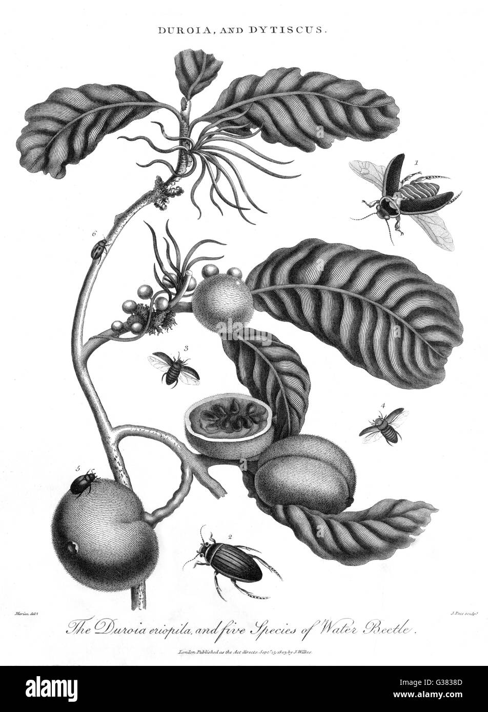 PLANT, FRUIT & INSECTS Stock Photo - Alamy