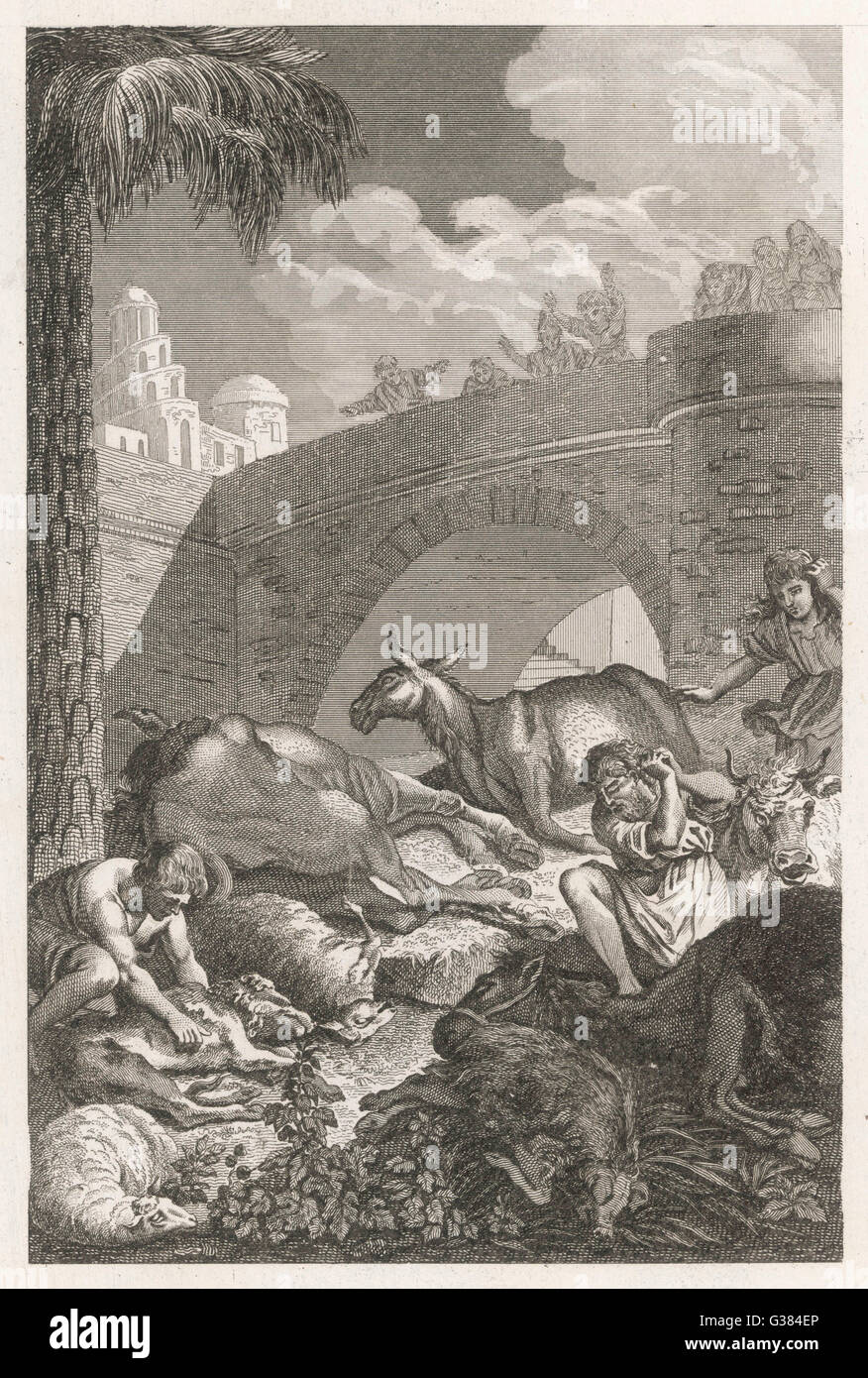 PLAGUE OF MURRAIN Stock Photo - Alamy