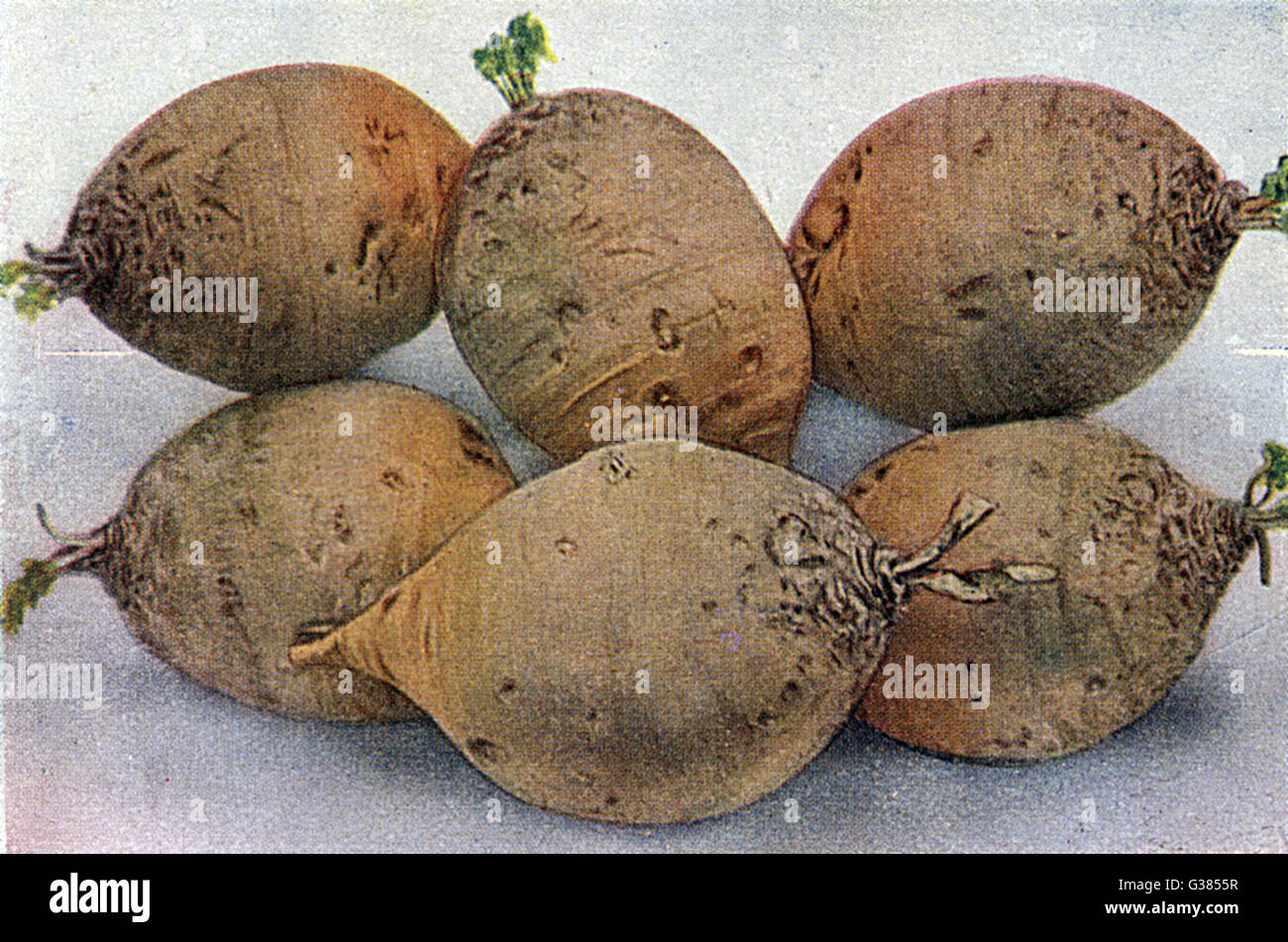 MANGOLD PRIZEWINNER 1925 Stock Photo - Alamy
