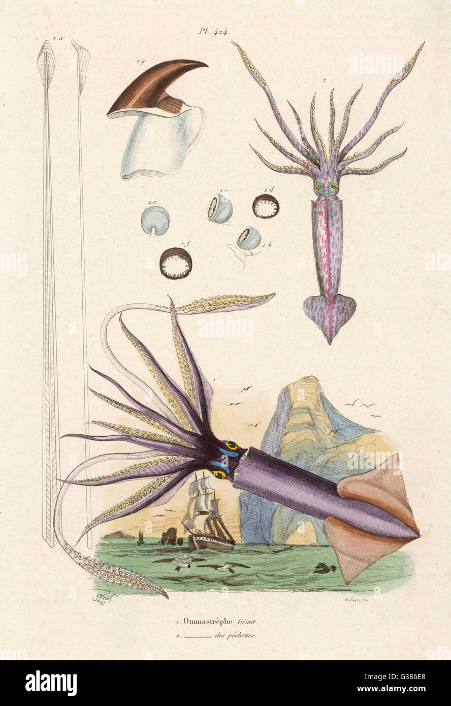 GIANT SQUID 1837 Stock Photo - Alamy