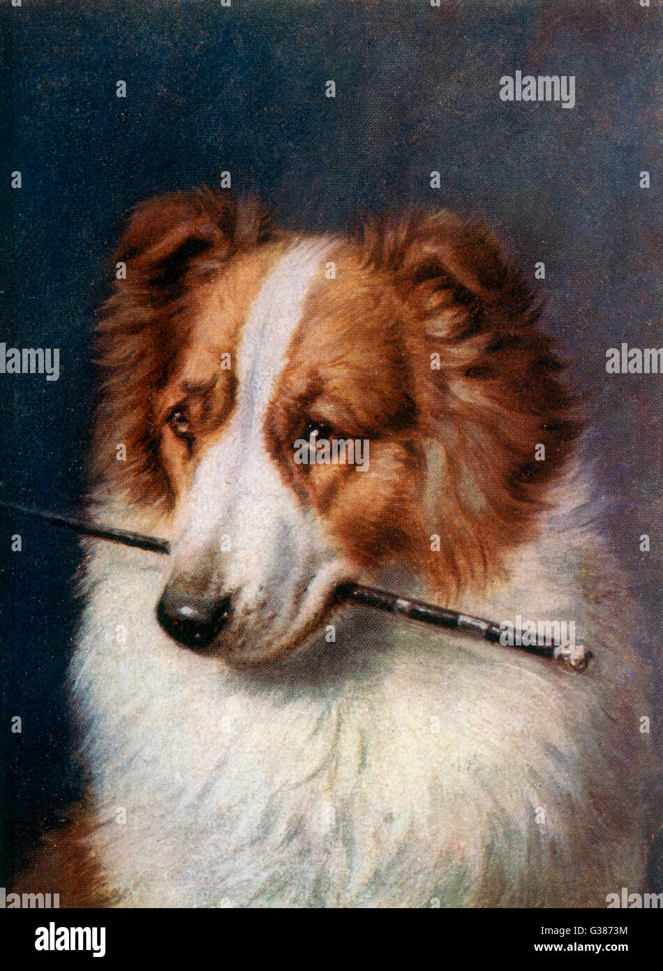 Queen victorias dogs hi-res stock photography and images - Alamy