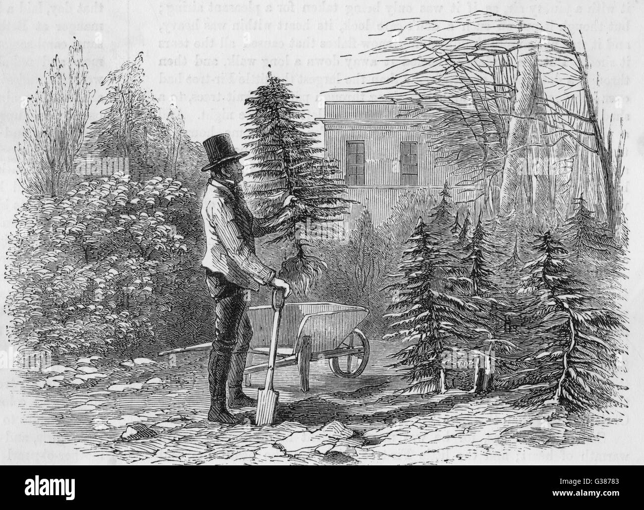 Tree of tree Black and White Stock Photos & Images - Alamy