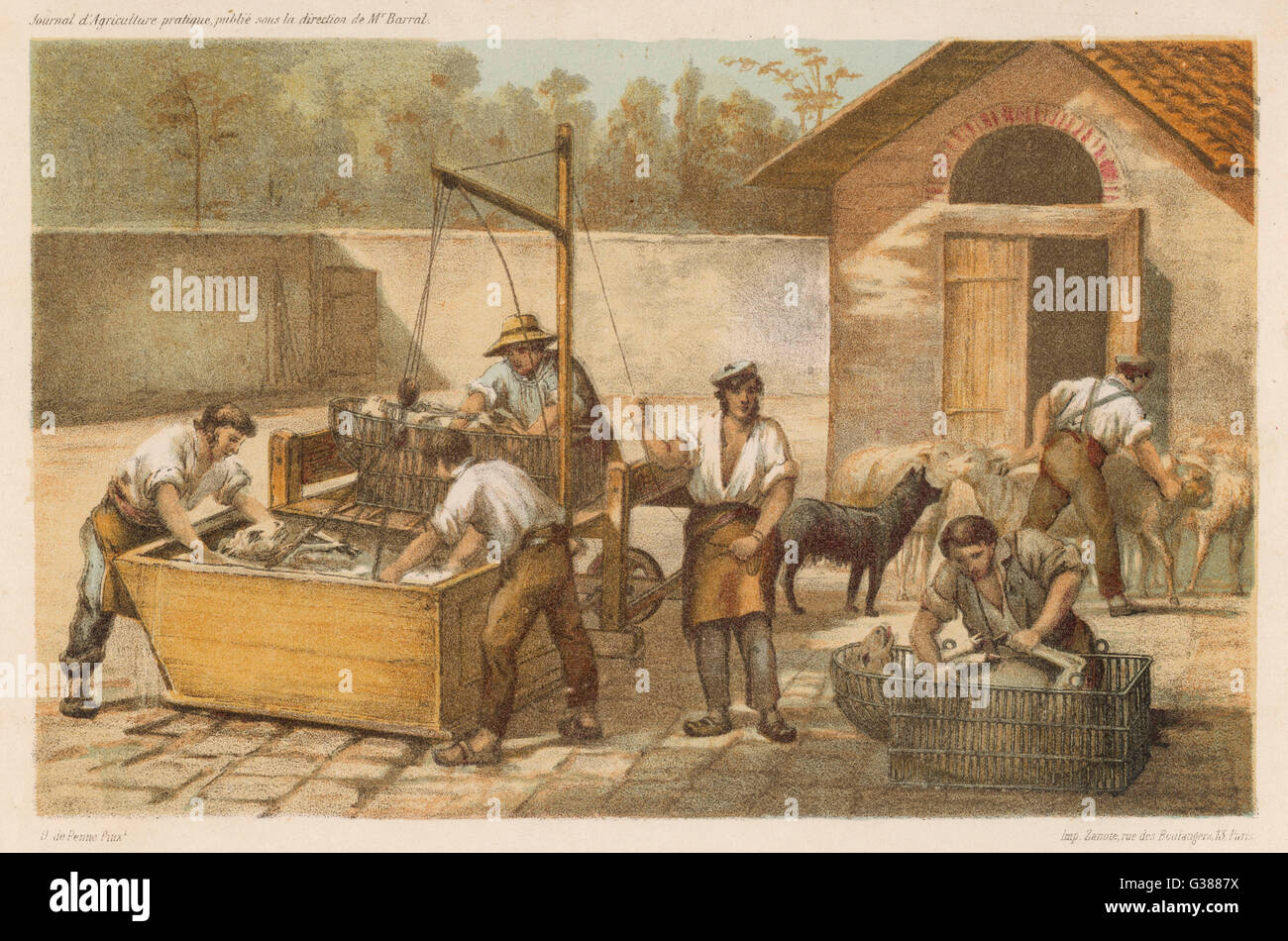 Dipping sheep according to biggs system hi-res stock photography and ...