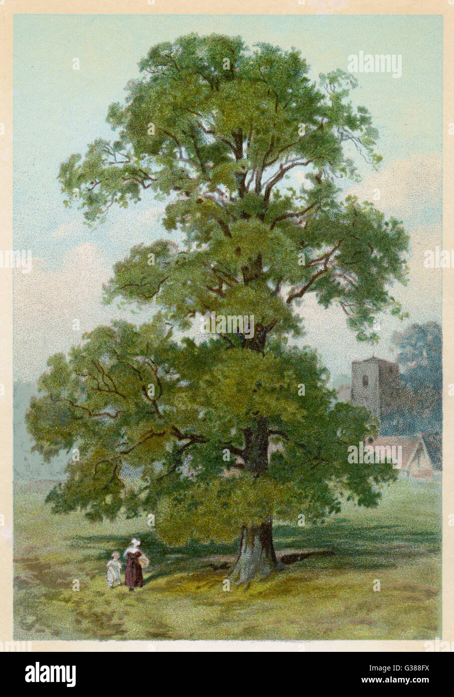 A common elm Date: circa 1890 Stock Photo - Alamy
