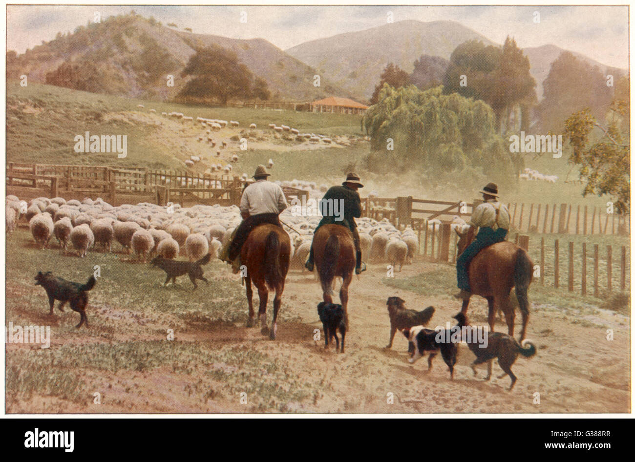 NZ - DRIVING SHEEP Stock Photo - Alamy