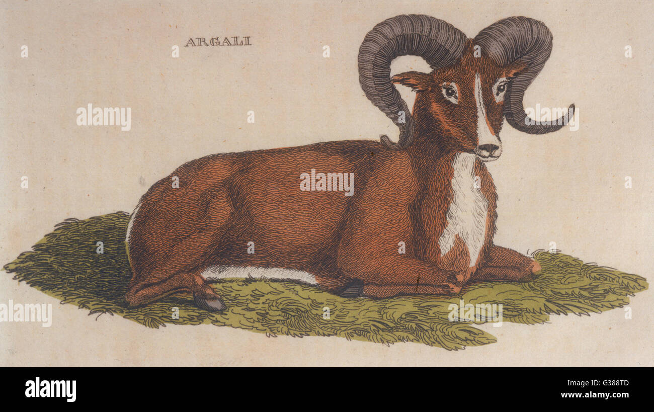 Argali sheep hi-res stock photography and images - Alamy