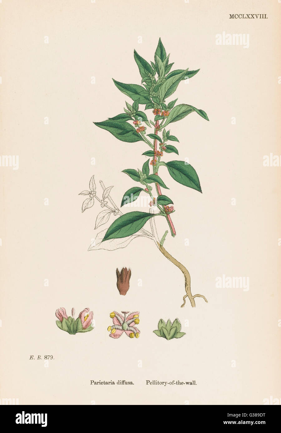 Pellitory of the wall wall pellitory parietaria hi-res stock ...