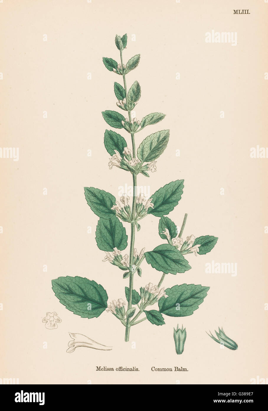 Melissa officinalis plants hi-res stock photography and images - Alamy