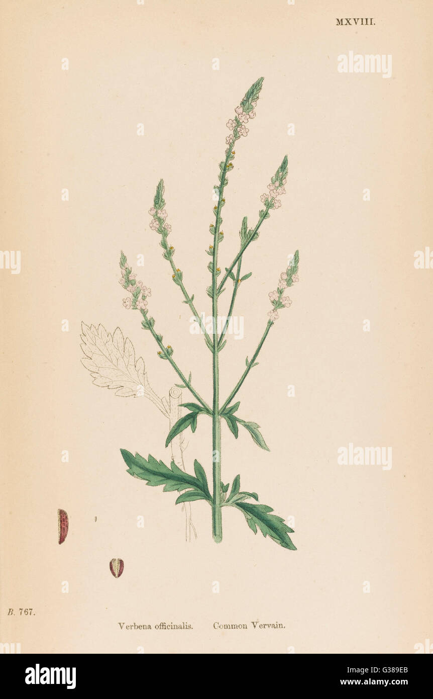 Common vervain verbena officinalis hi-res stock photography and images ...