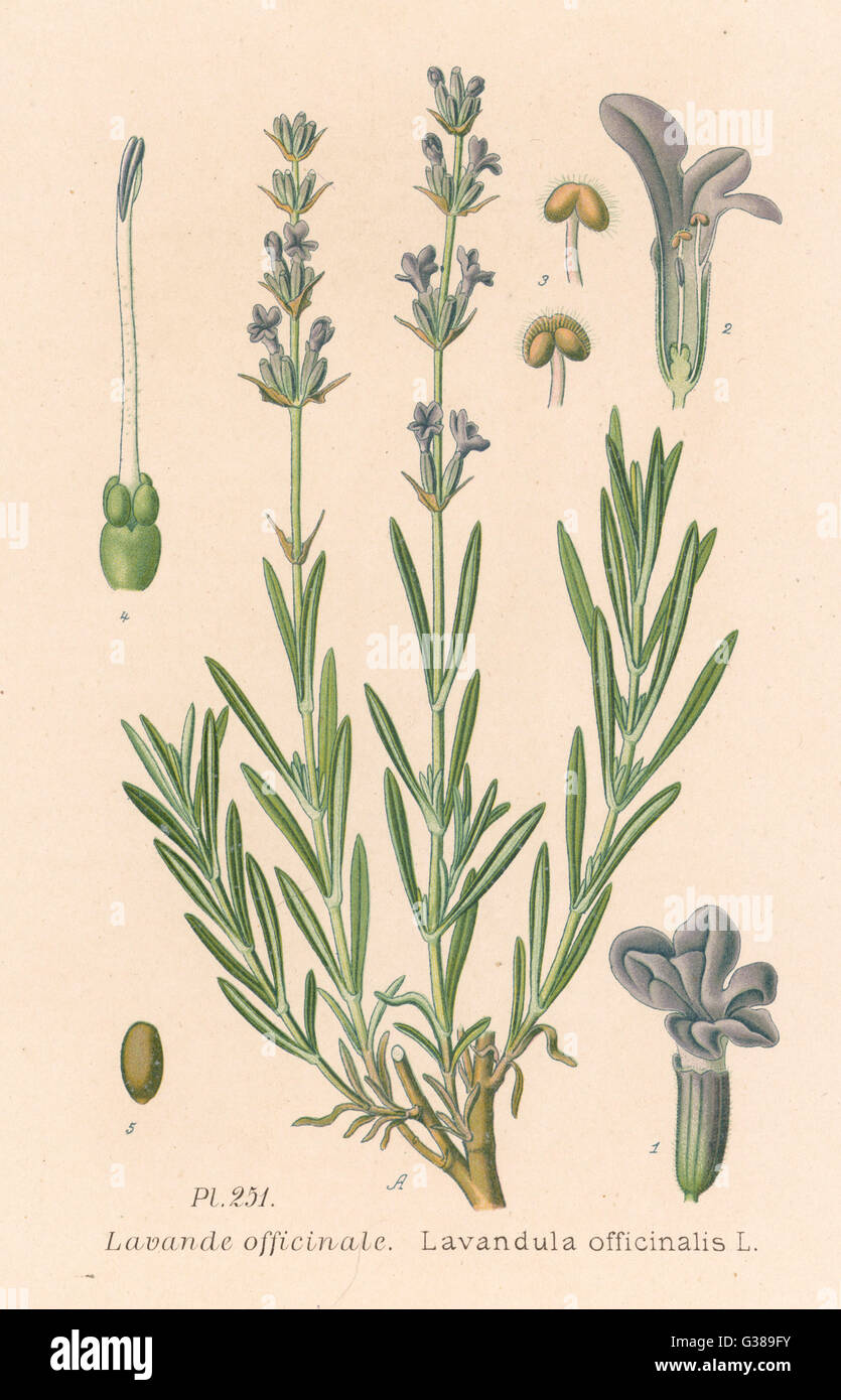 Lavender lavandula angustifolia lavandula officinalis hi-res stock ...