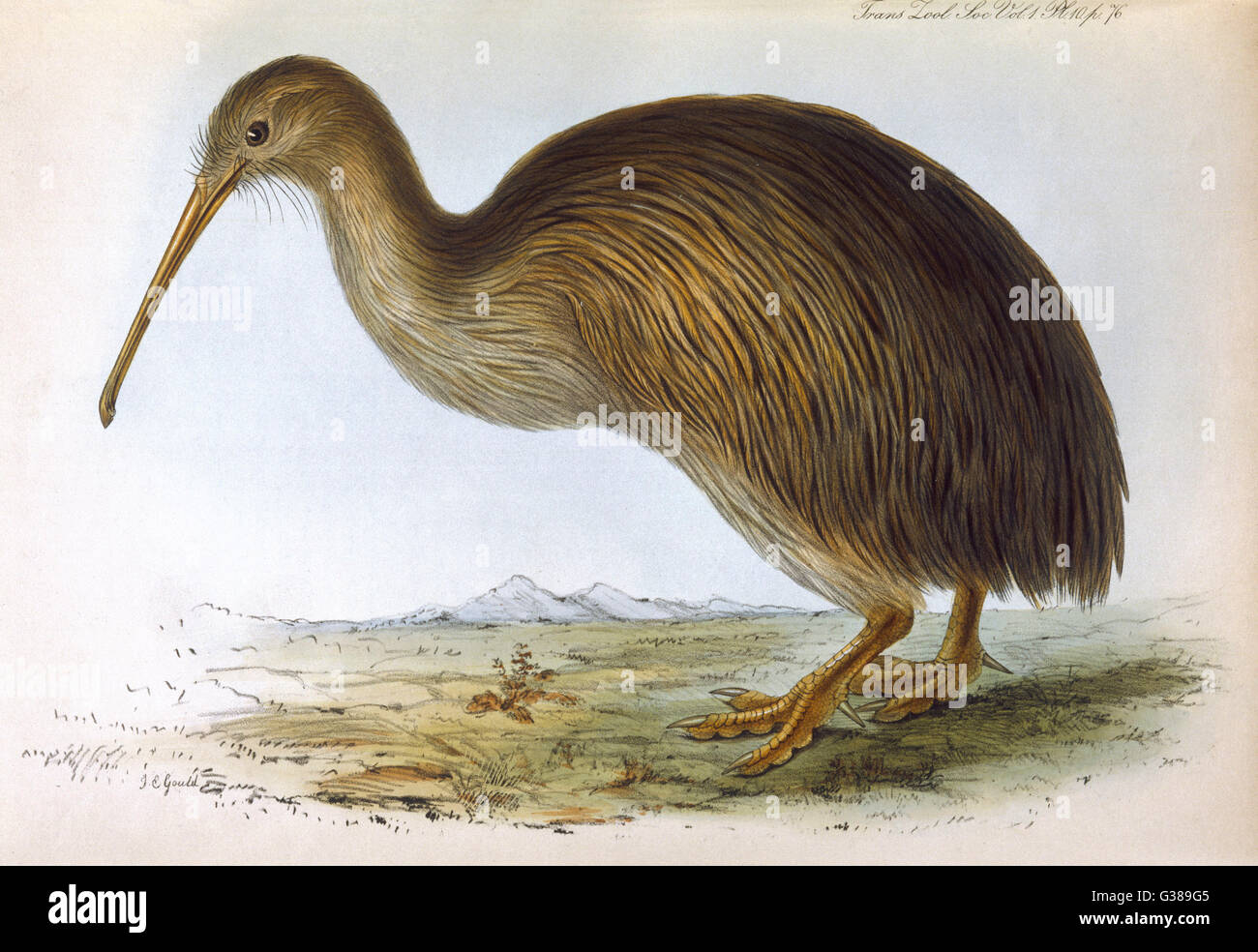 Kiwi apteryx australis hi-res stock photography and images - Alamy