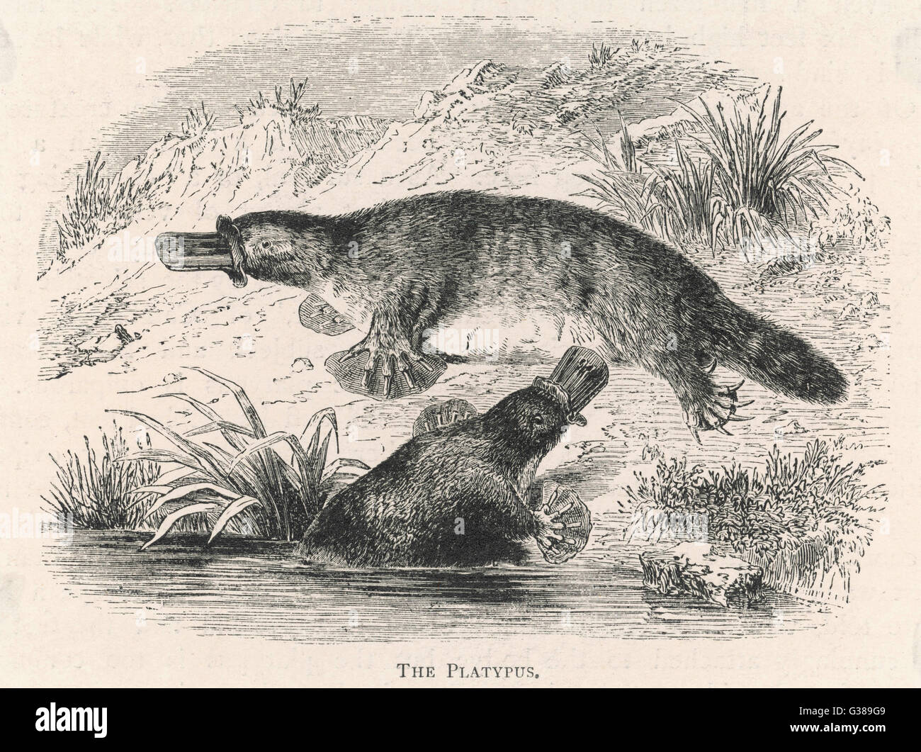 Ornithorhynchus Anatinus Duck Billed Platypus High Resolution Stock ...