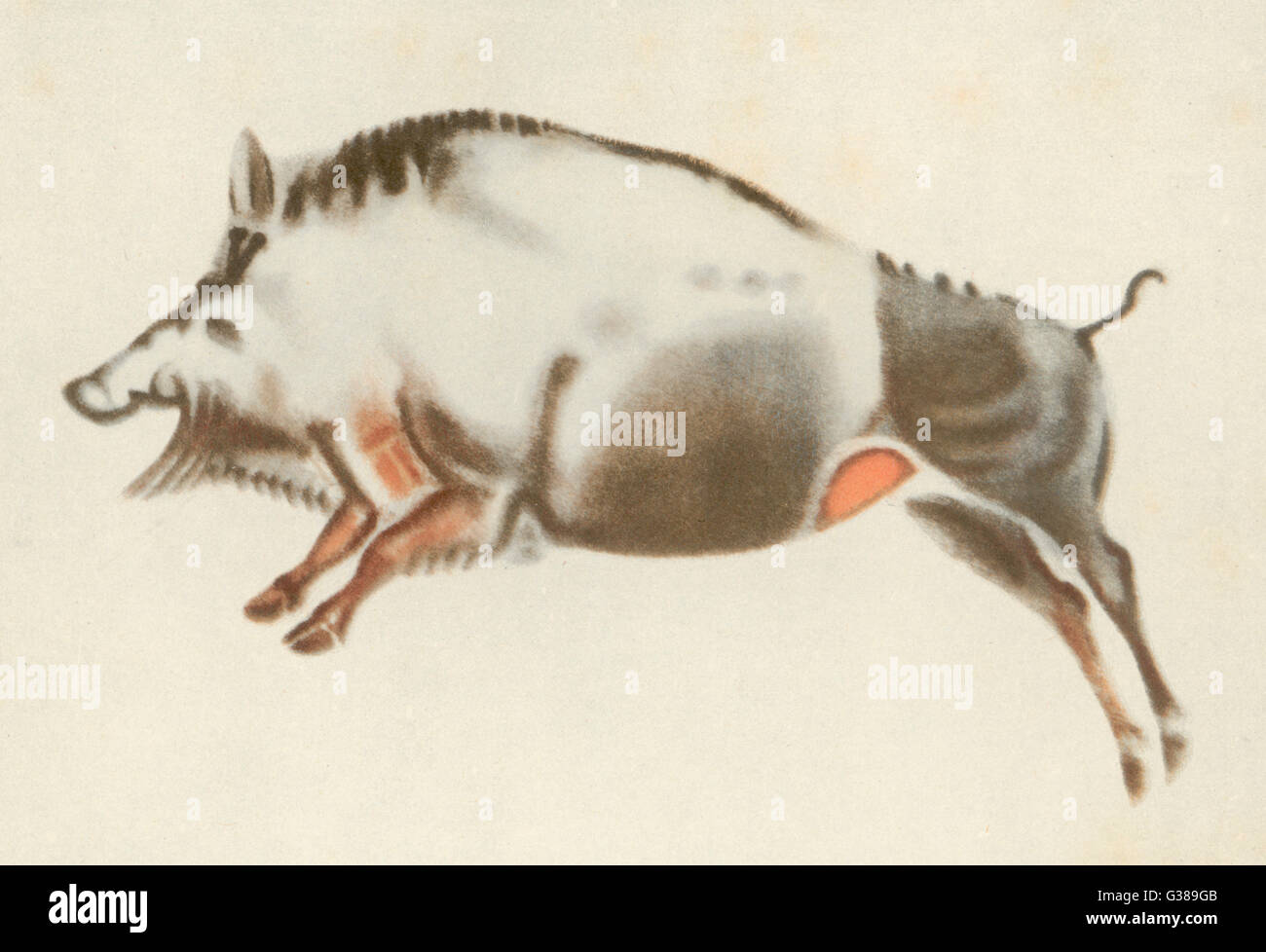 ALTAMIRA BOAR PAINTING Stock Photo - Alamy