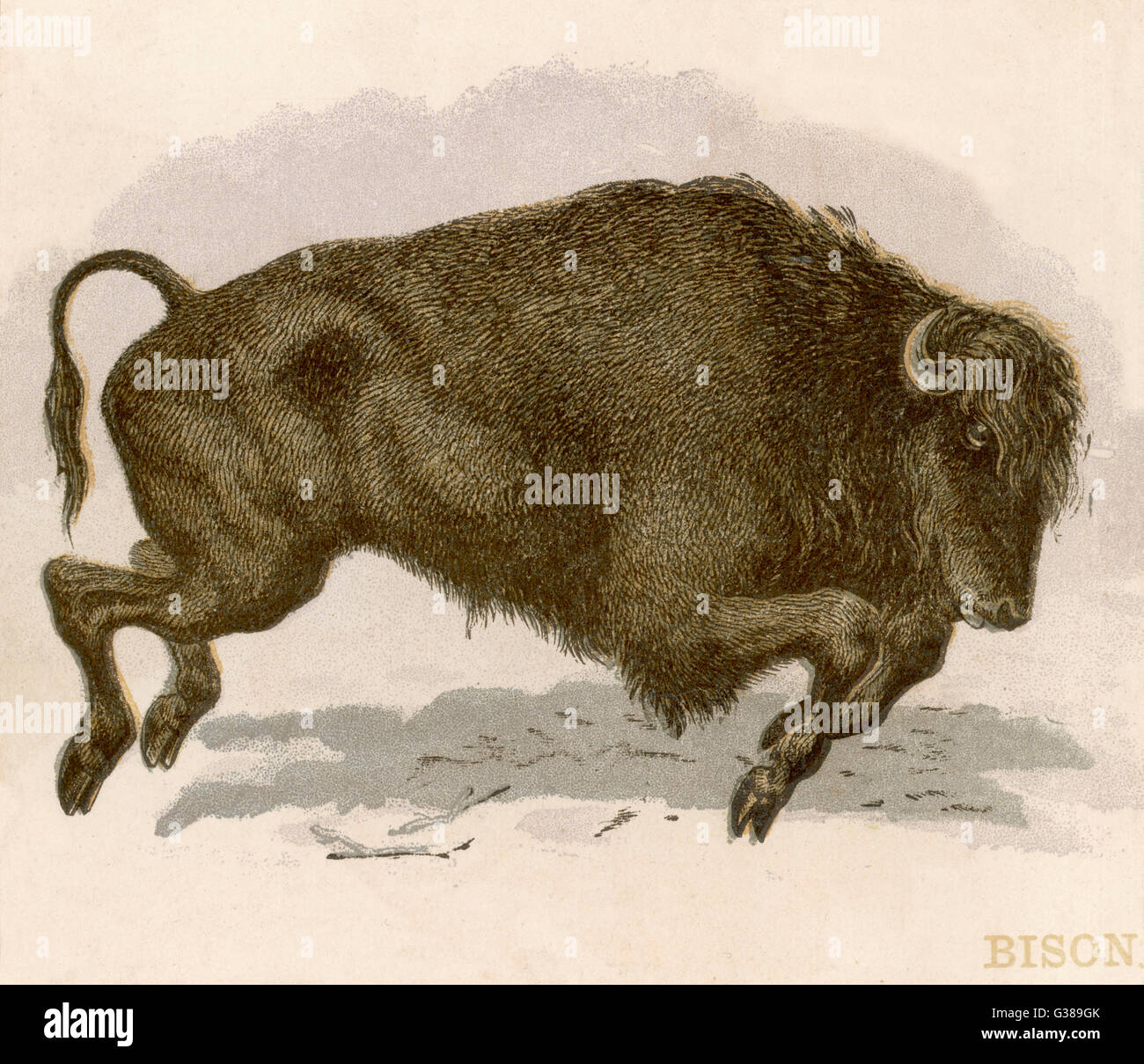 Charging bison hi-res stock photography and images - Alamy