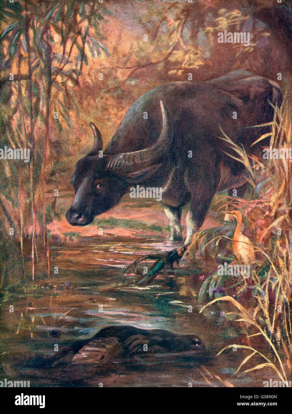 INDIAN BUFFALO 1909 Stock Photo - Alamy