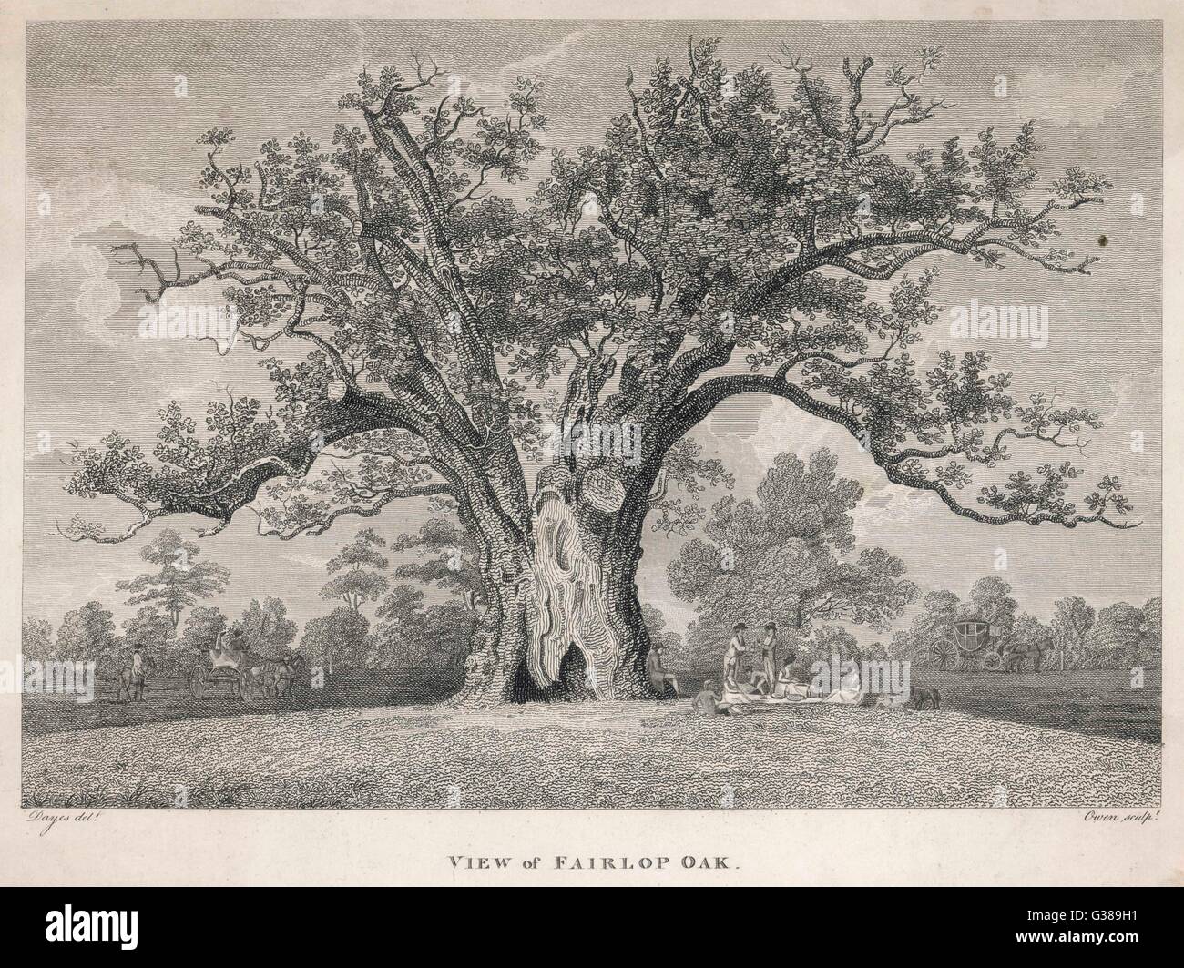 Fairlop oak in epping forest hi-res stock photography and images - Alamy