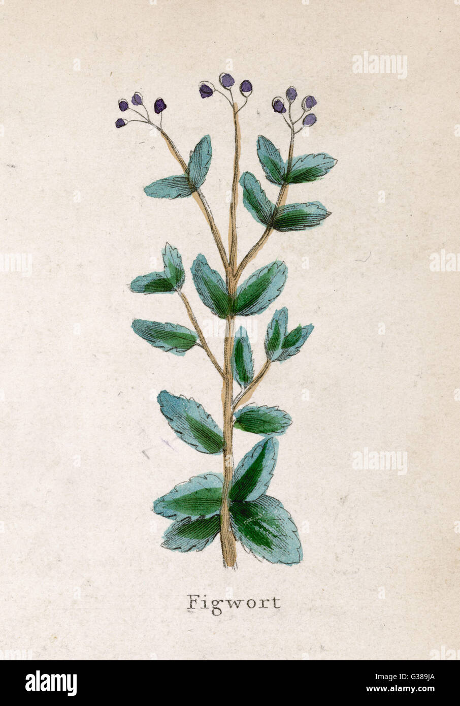 Nodosa hi-res stock photography and images - Alamy