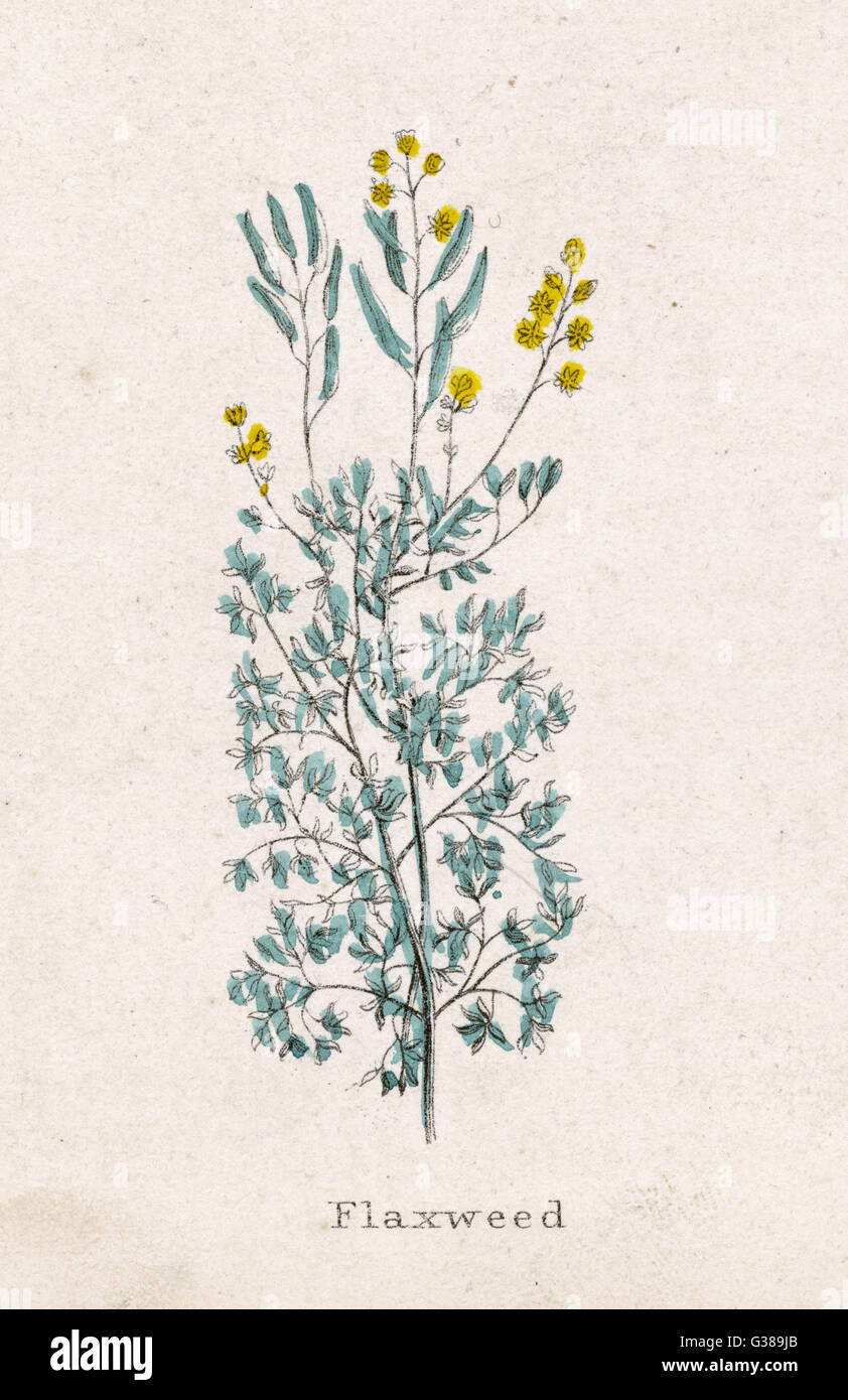Flaxweed hi-res stock photography and images - Alamy