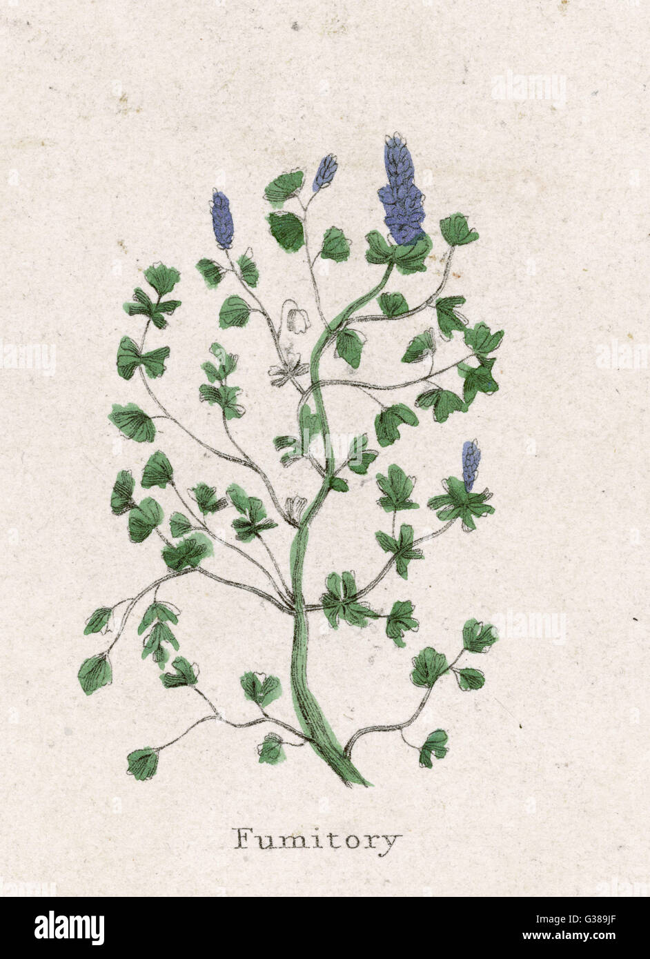 Fumaria officinalis fumaria officinalis hi-res stock photography and ...