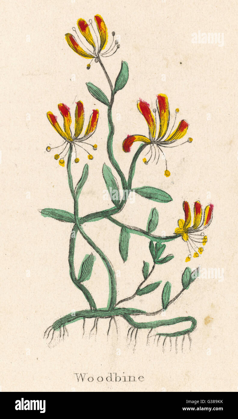 Periclymenum lonicera hi-res stock photography and images - Alamy