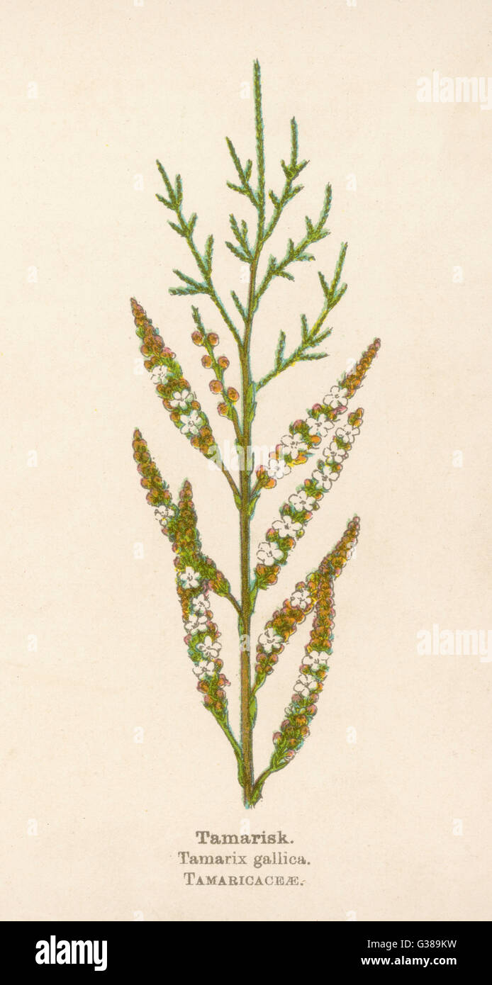 Tamarisk tamarix gallica hi-res stock photography and images - Alamy