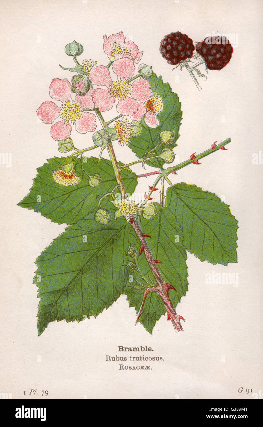 Plants rubus hi-res stock photography and images - Alamy