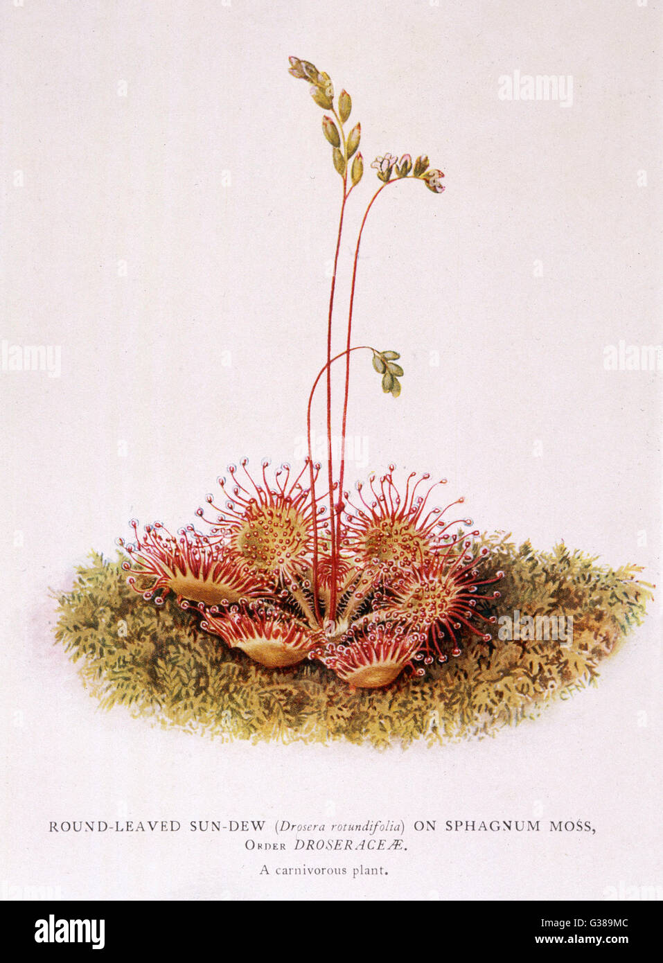 Drosera dew hi-res stock photography and images - Alamy