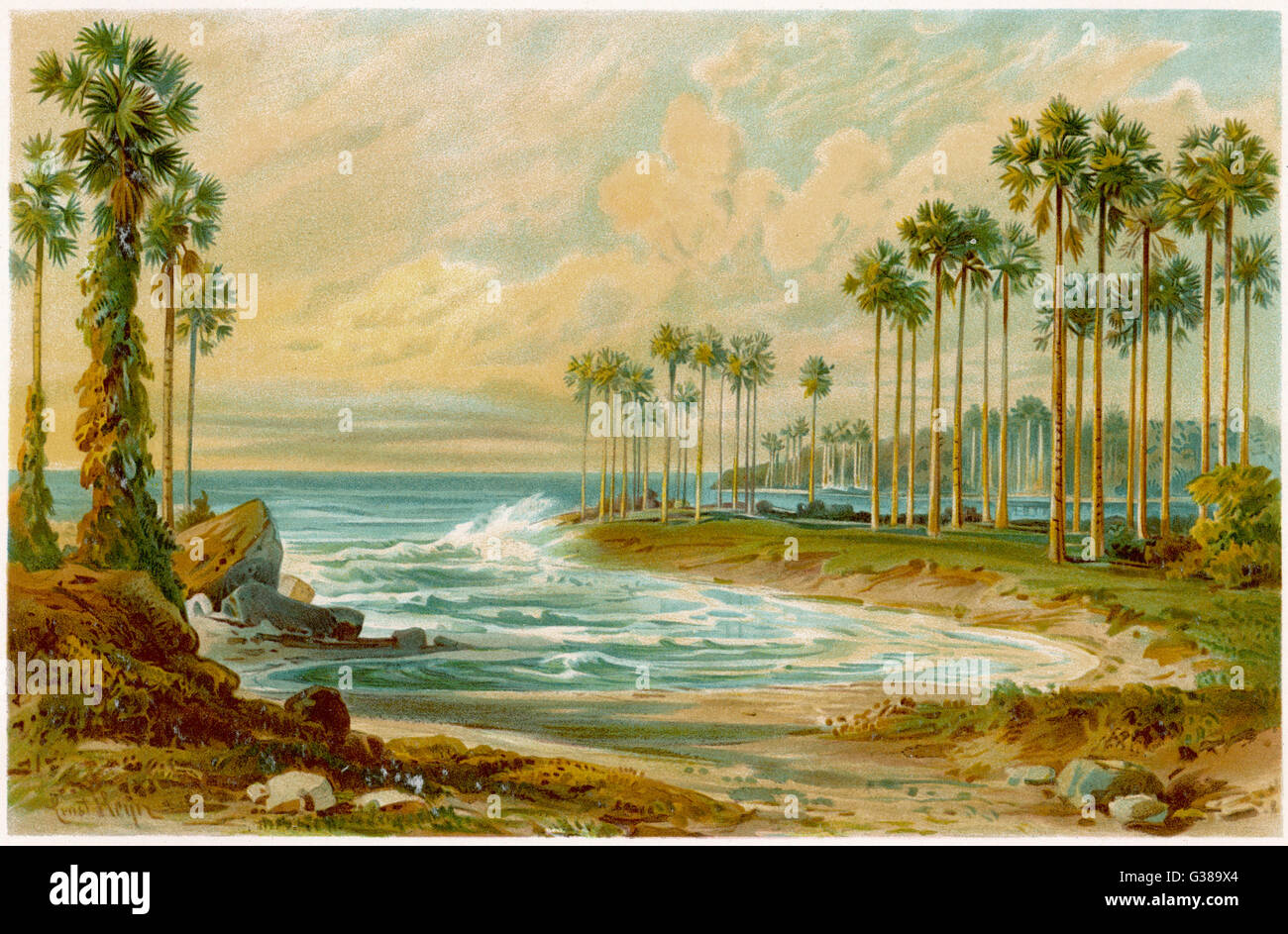 Trees - Palm, Palmyra Stock Photo - Alamy