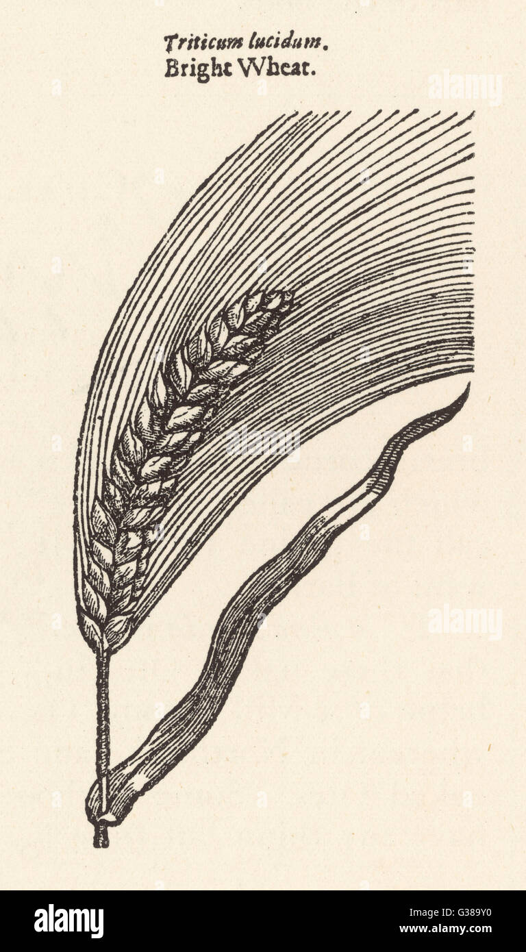 Plants triticum hi-res stock photography and images - Alamy