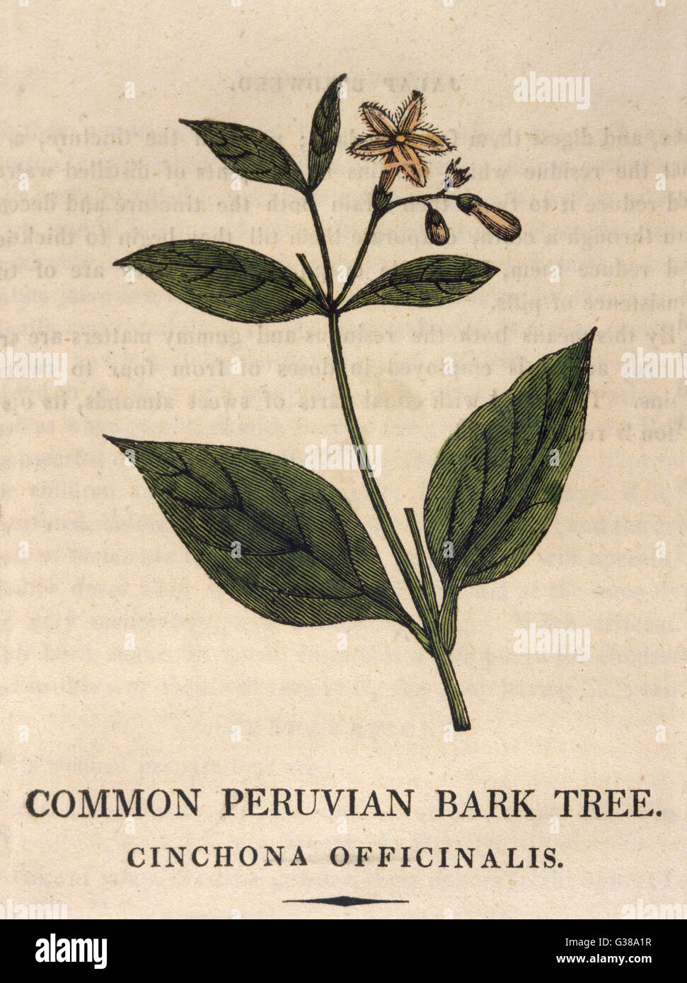 Cinchona bark hi-res stock photography and images - Alamy