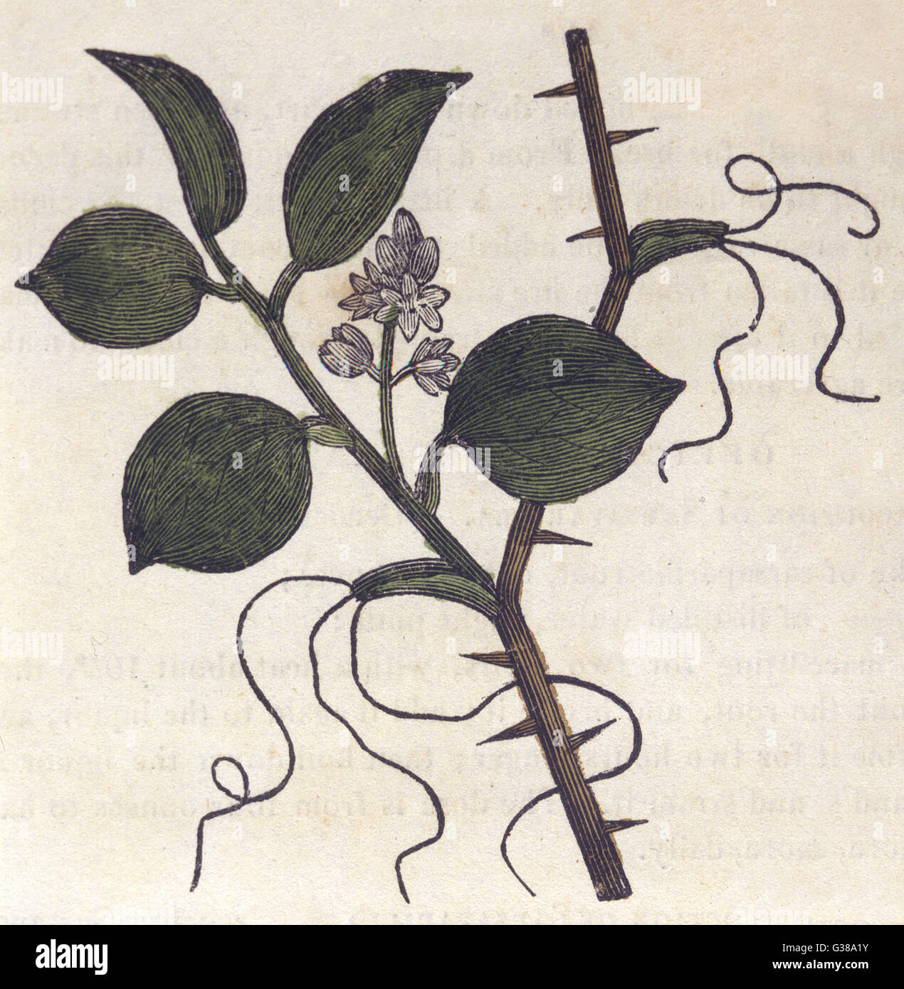 Chinese Smilax High Resolution Stock Photography and Images - Alamy