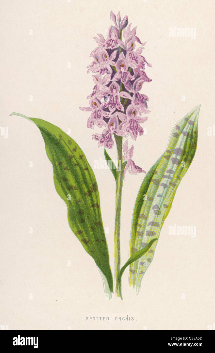 Plants - Orchis Maculata Stock Photo - Alamy