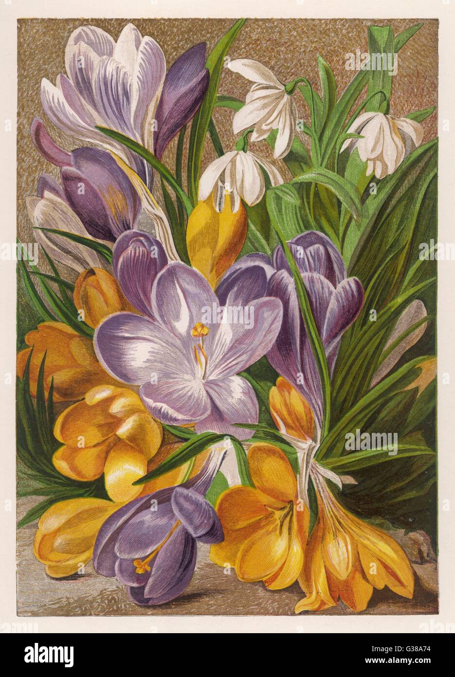 Mixed plants with snowdrops hi-res stock photography and images - Alamy