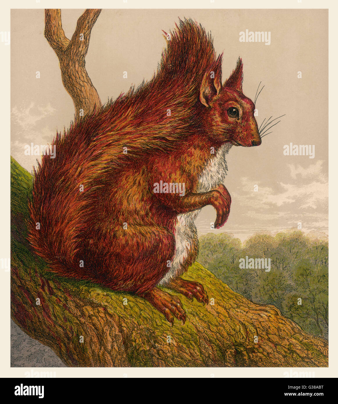 RED SQUIRREL 19C Stock Photo - Alamy