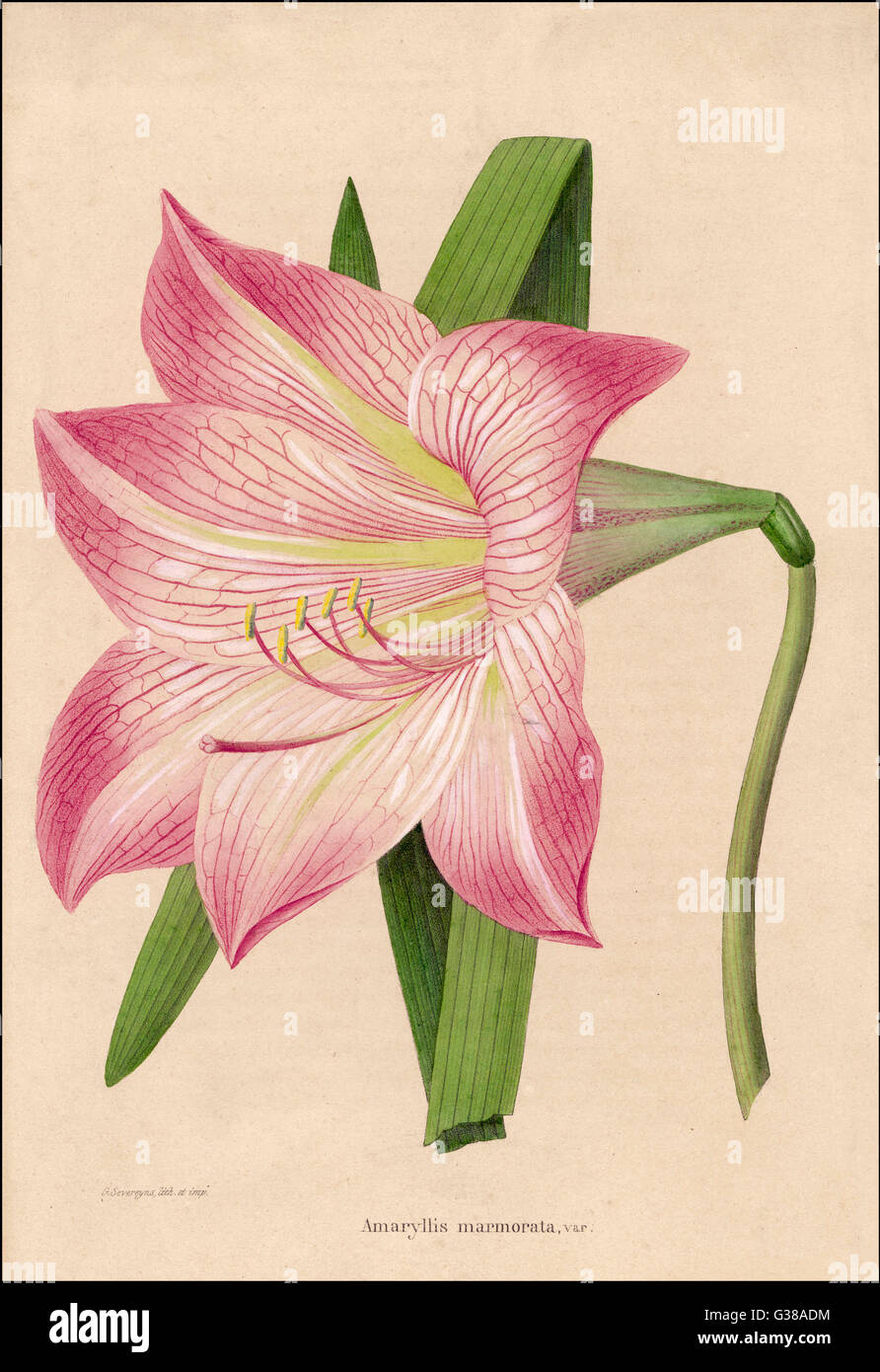 Marmorata hi-res stock photography and images - Alamy