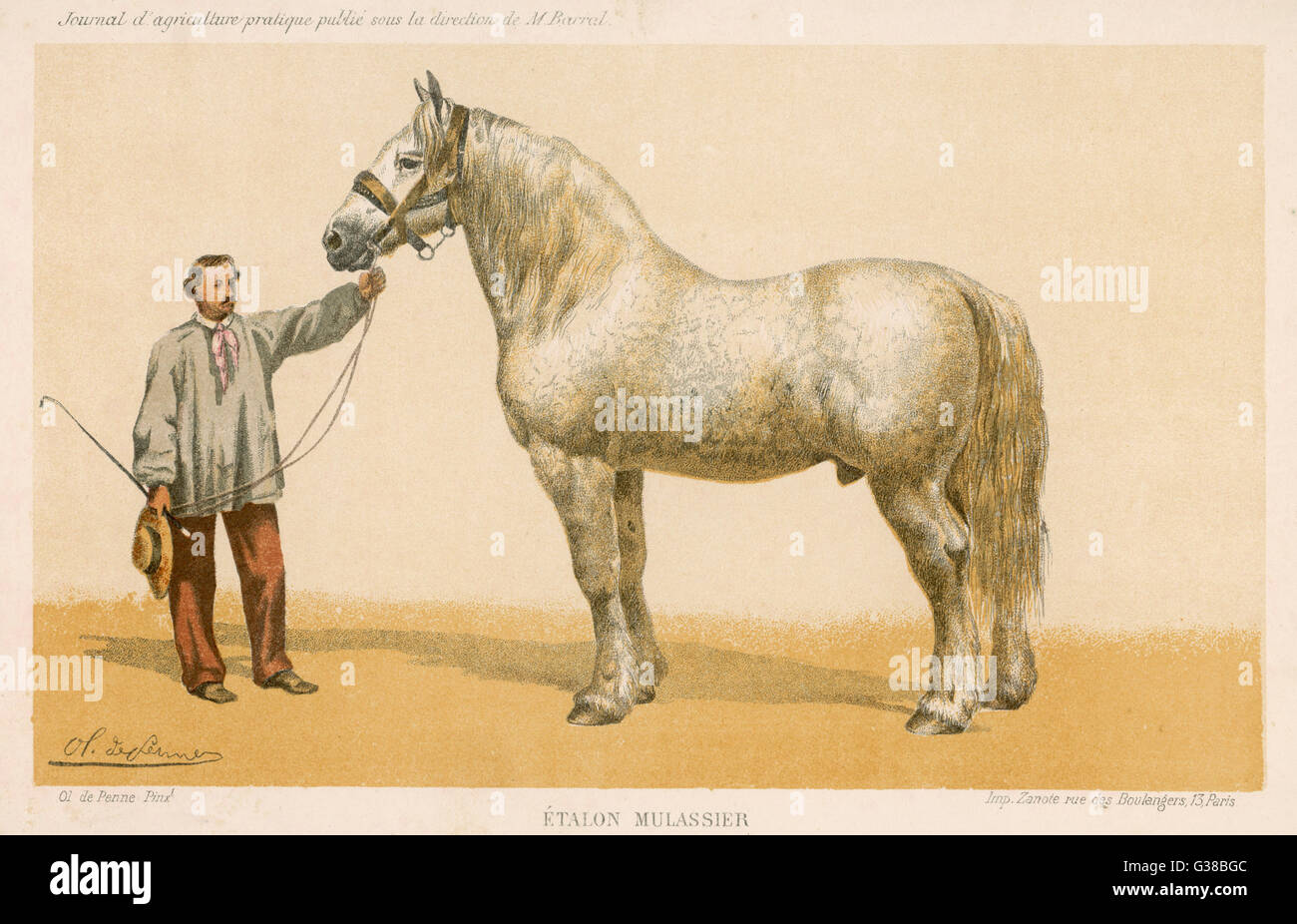 Prize stallion hi-res stock photography and images - Alamy