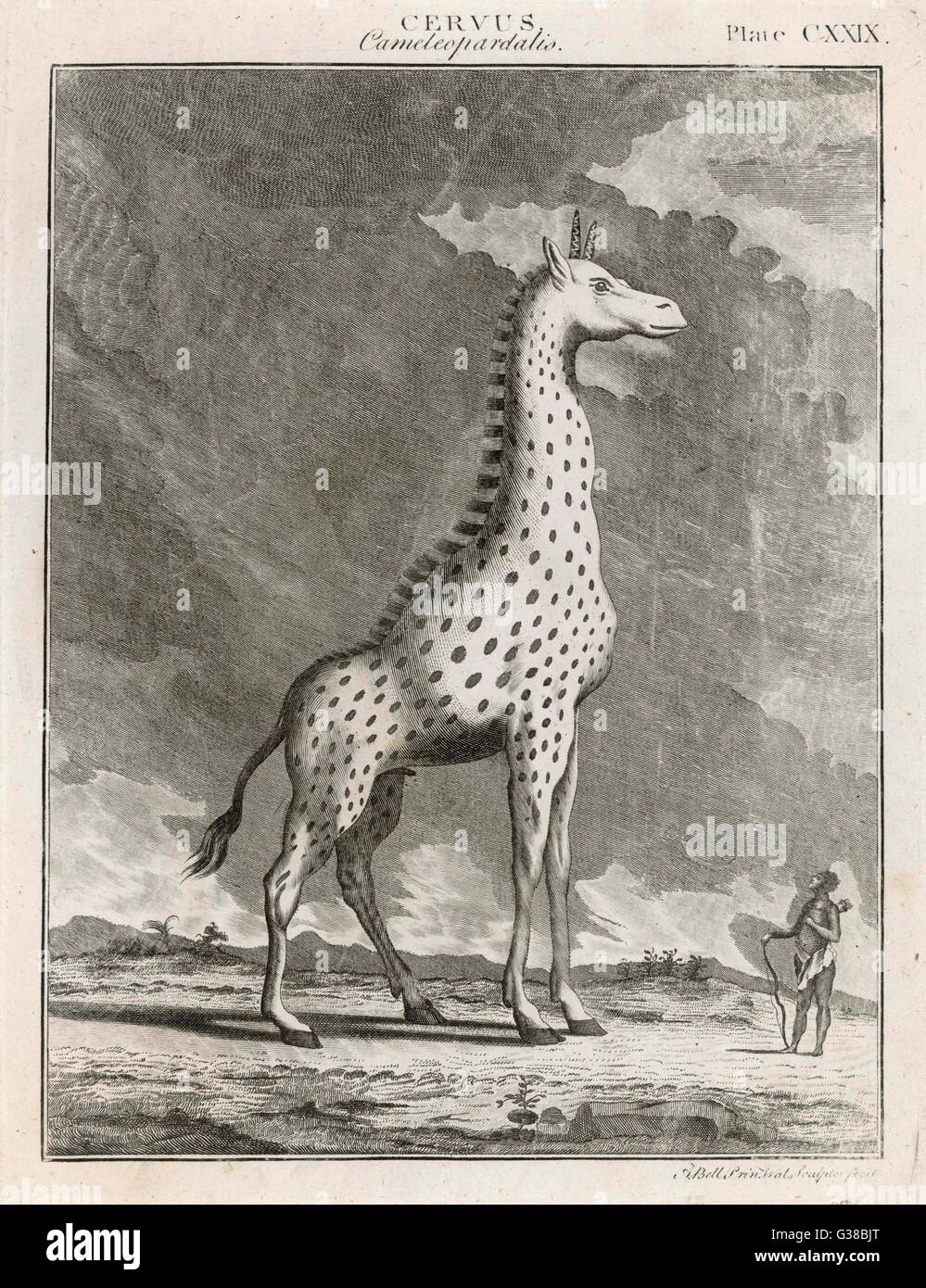 GIRAFFE, 18TH CENTURY Stock Photo - Alamy
