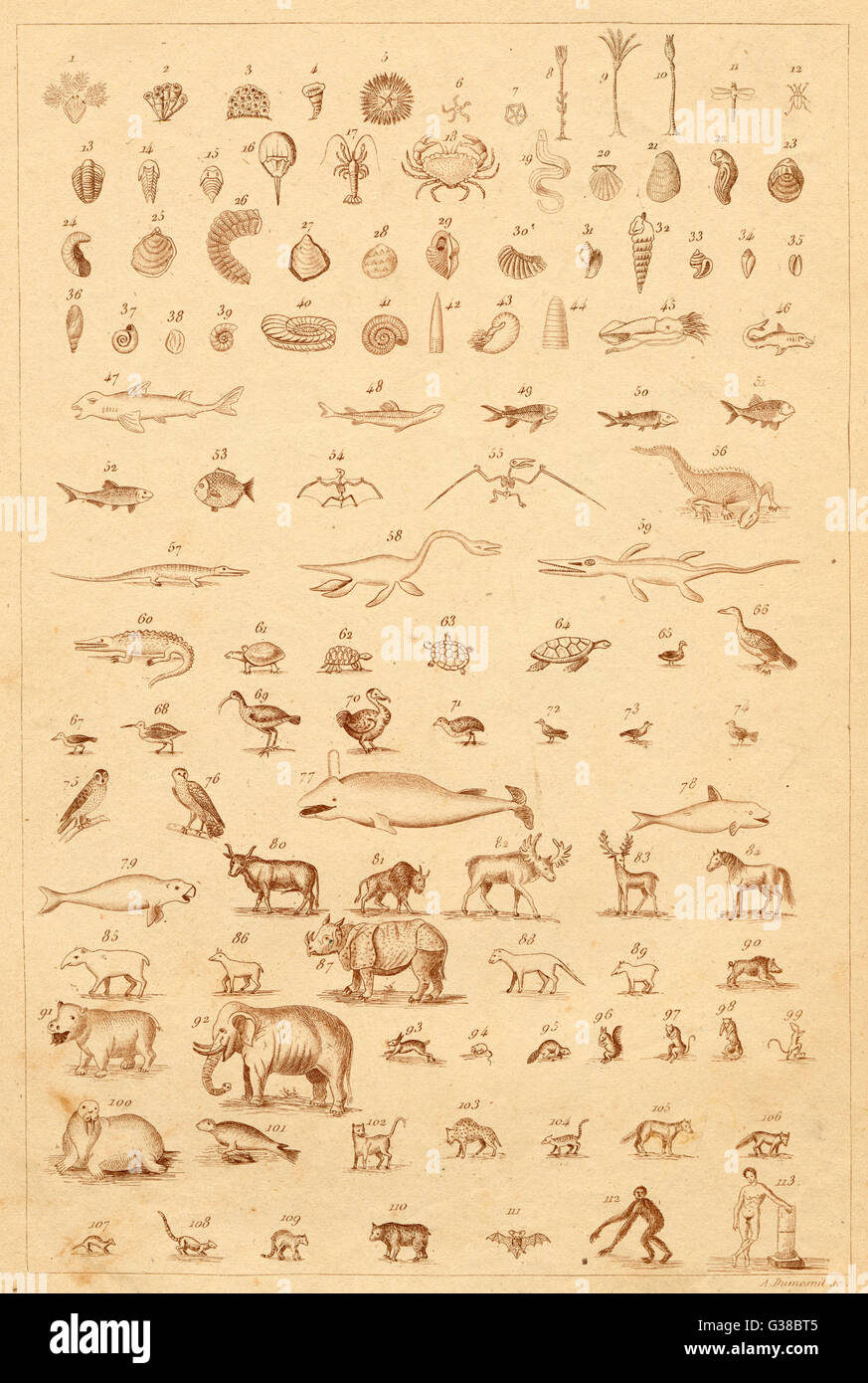 The progress of evolution, from amoebas to you and me, as displayed by ...