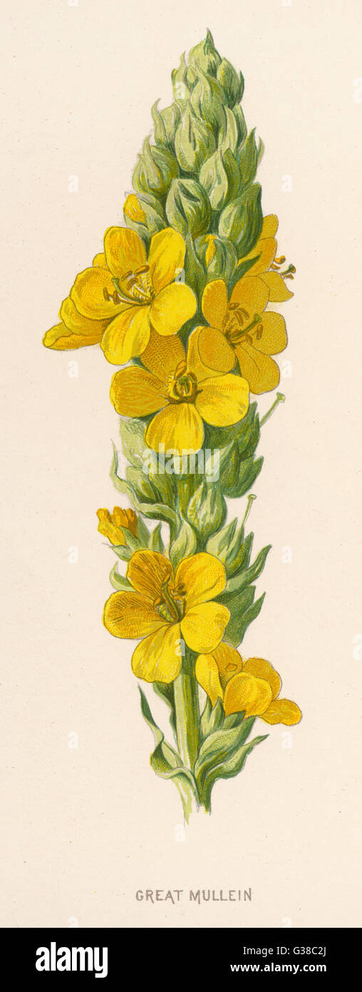 Thapsus hi-res stock photography and images - Alamy