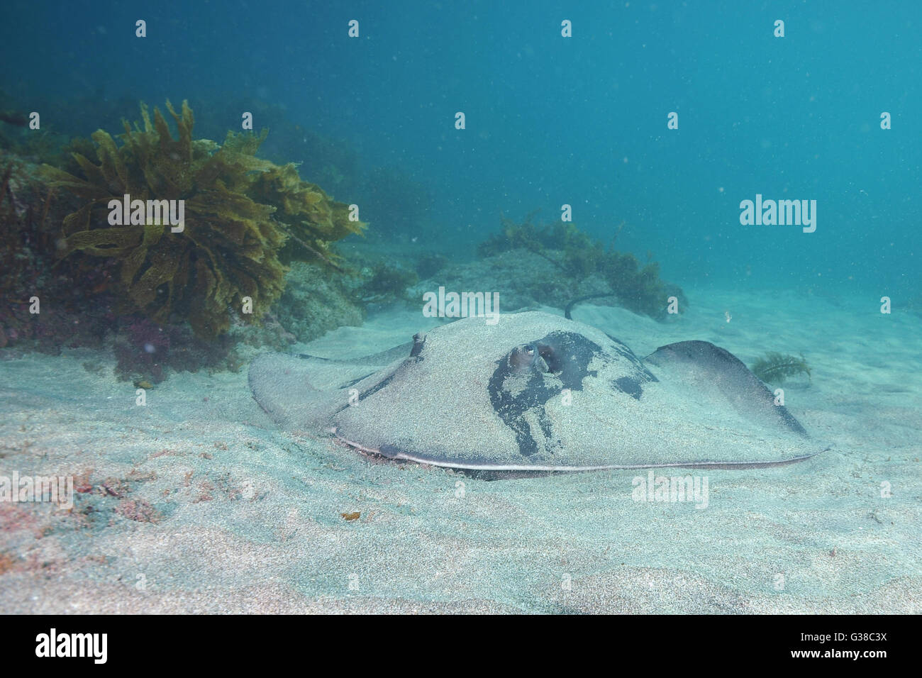Stingray tail hi-res stock photography and images - Alamy