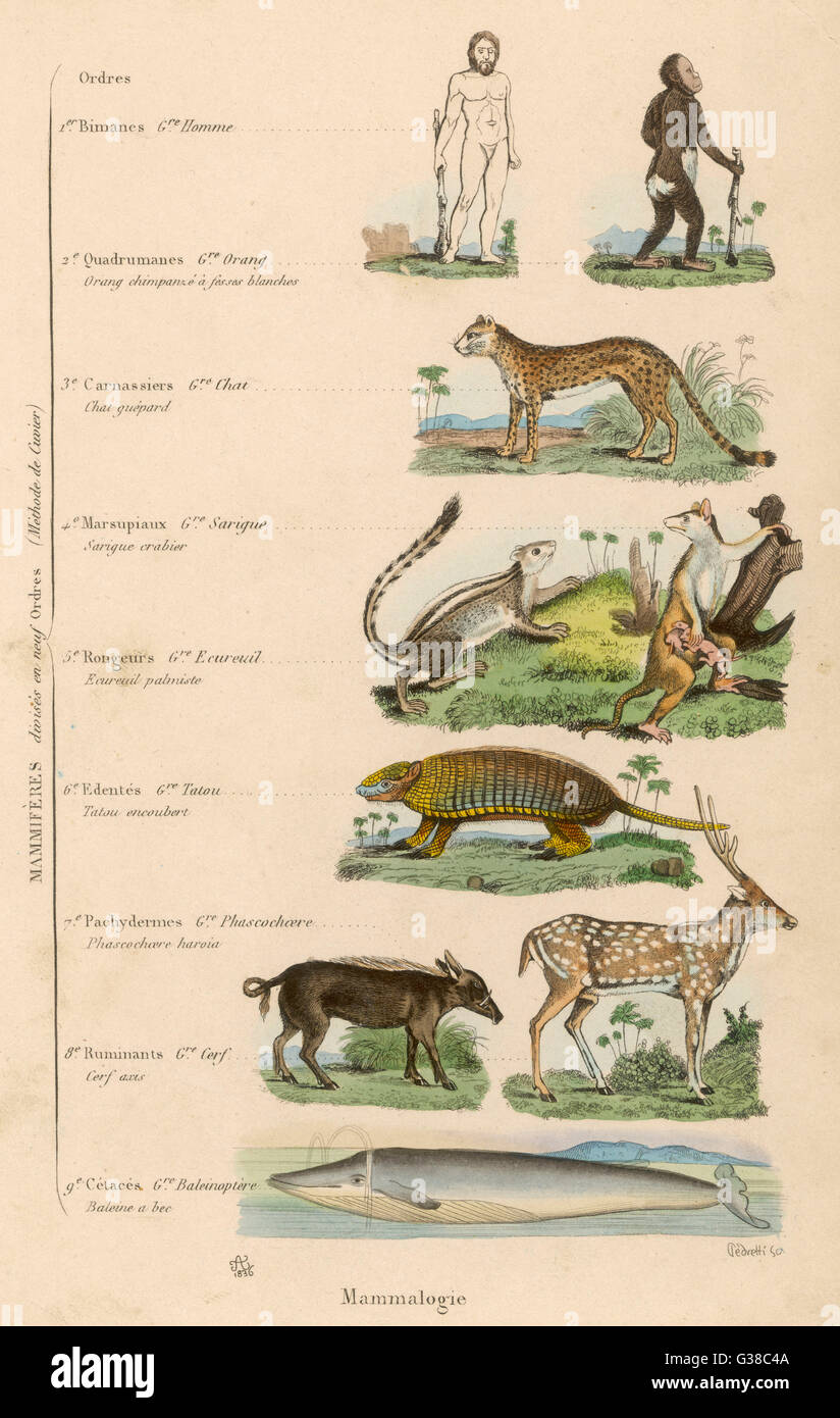 Mammal Orders Phylogeny