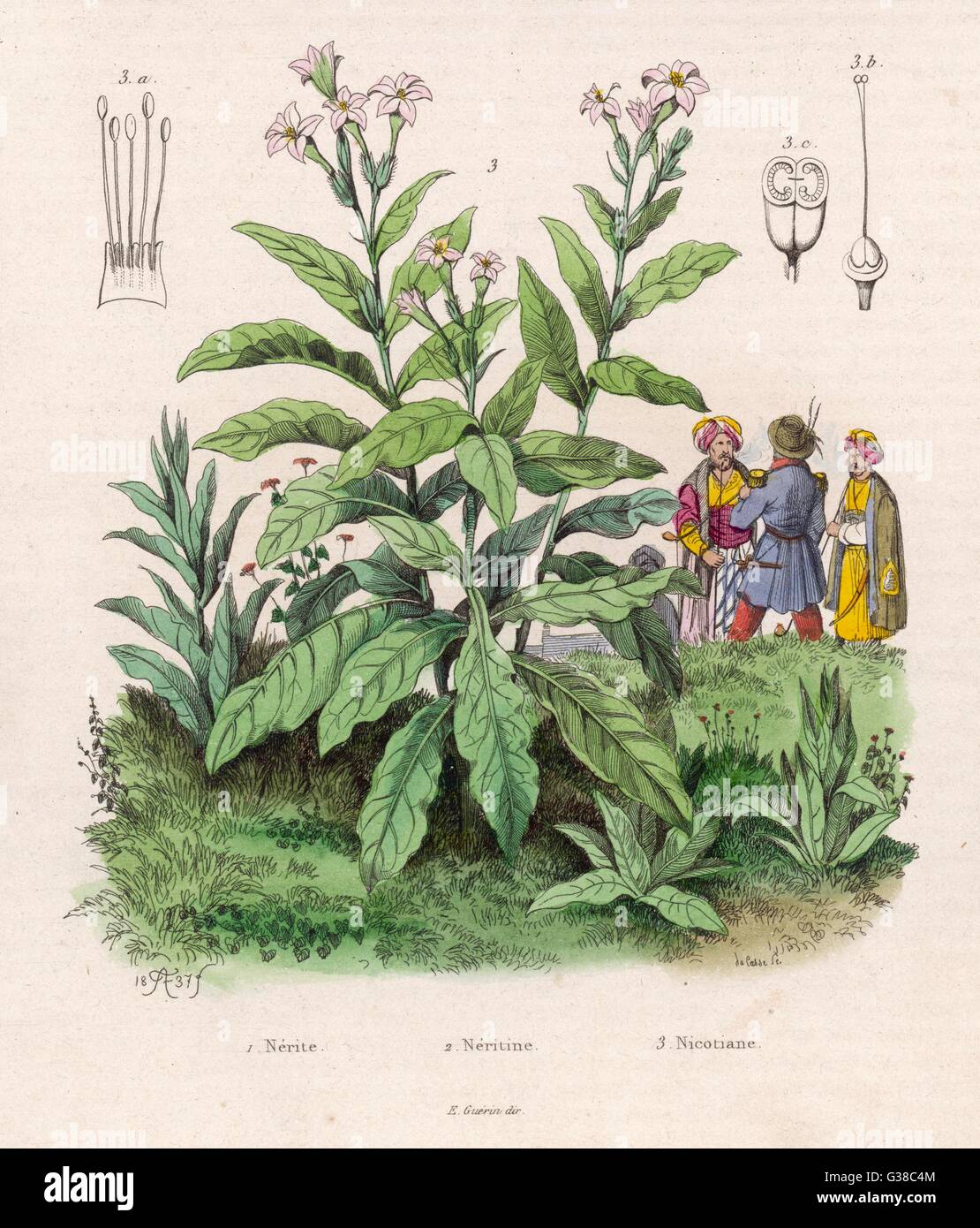 Nicotiana plants hi-res stock photography and images - Alamy